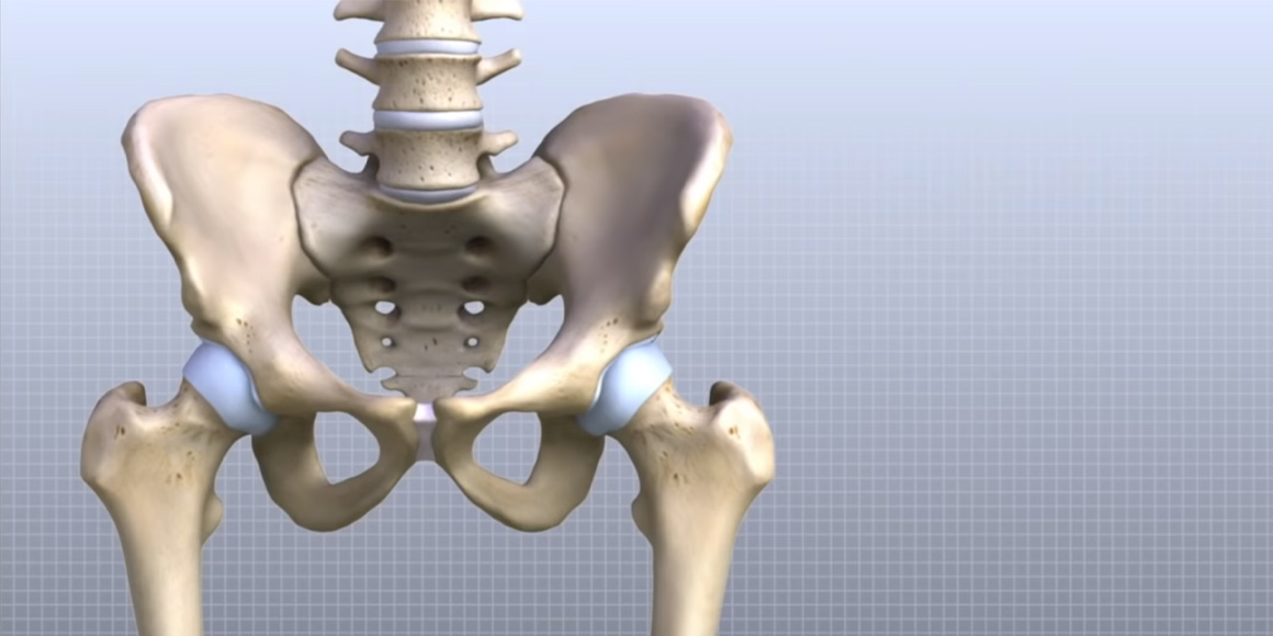 Hip Anatomy Animated Tutorial - Bharaj Lifecare Hospital and Trauma Centre